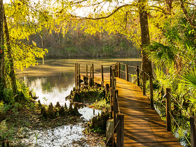 Golden hour transforms this wooden boardwalk into something straight out of a nature documentary you'd actually stay awake for.
