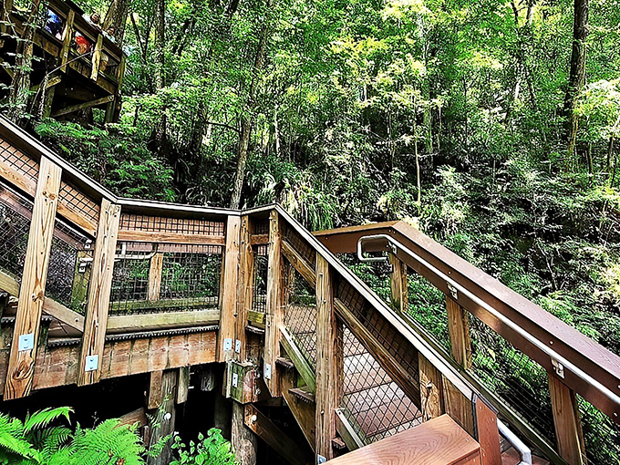The wooden staircase winds its way down into nature's amphitheater, inviting explorers to descend into Florida's most dramatic geological performance.