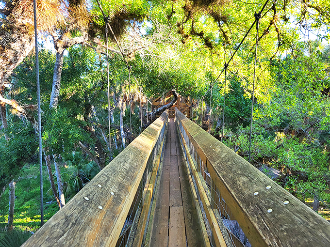 The canopy walkway stretches before you like nature's own suspension bridge, offering a squirrel's-eye view of Florida's wild side.
