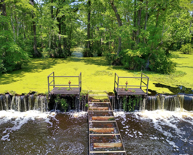 Nature's own emerald carpet stretches across the millpond, where cypress trees stand like ancient guardians watching over this watery paradise.