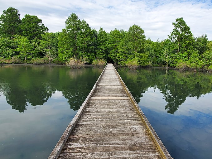 A wooden boardwalk stretches into the mirror-like waters of Lake Phelps, where the trees seem to be admiring their own reflections. Nature's version of a selfie station.