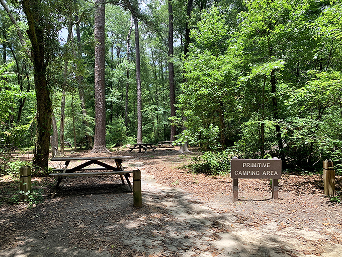 Primitive camping sites nestled among towering pines offer a perfect escape from civilization. Nature's five-star accommodations, minus the turndown service and minibar.