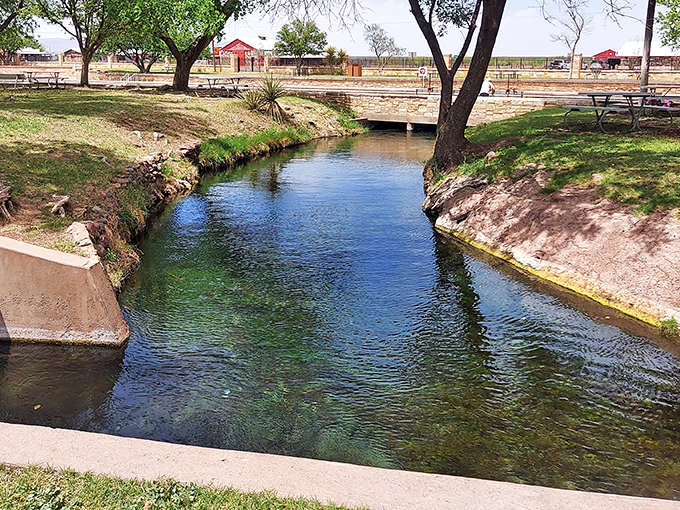 Crystal-clear spring water flows like nature's own highway system through this desert paradise.