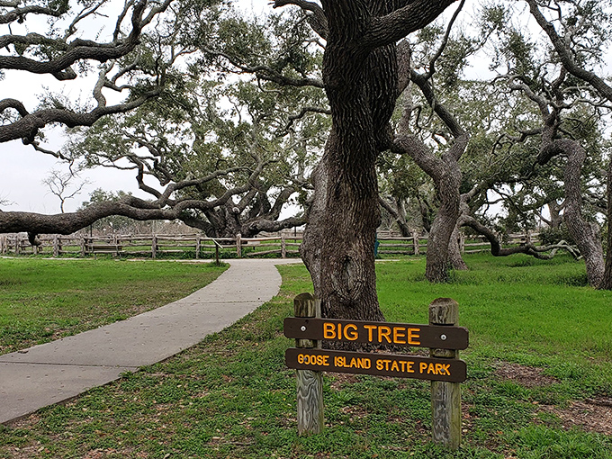 The famous "Big Tree" sign welcomes visitors to a coastal wonderland where ancient oaks have witnessed centuries of Texas history unfold beneath their sprawling branches.