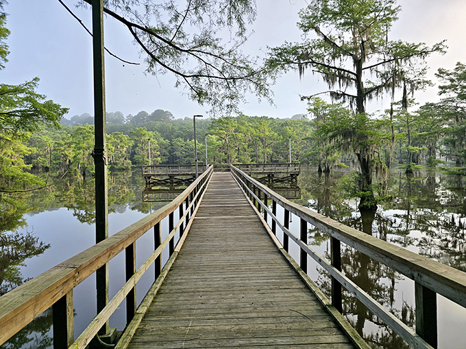 A wooden boardwalk stretches into cypress-draped waters, inviting you to wander into what feels like nature's own cathedral. Silence speaks volumes here.