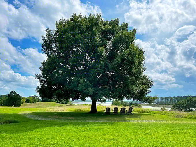 Nature's perfect meeting spot: a majestic tree with Adirondack chairs beneath, inviting you to sit and contemplate life's big questions&mdash;or just take a nap.
