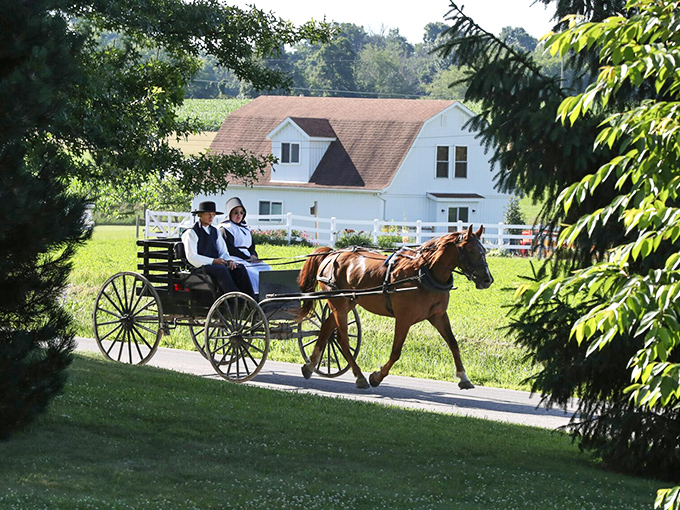 The quintessential Amish experience: a horse-drawn buggy clip-clopping past a pristine white farmhouse, where time seems to move at the pace of the seasons rather than smartphones.