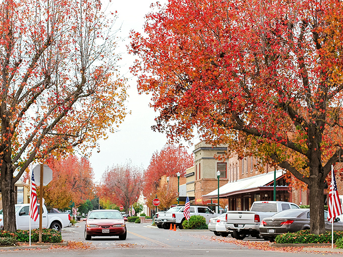 Fall in Gridley transforms ordinary streets into nature's art gallery, with fiery maples creating a canopy that would make Vermont jealous.