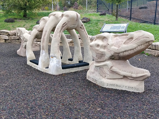 Life-sized dinosaur bone replicas greet visitors, offering a tangible connection to creatures that roamed Maryland 115 million years ago. No assembly required!