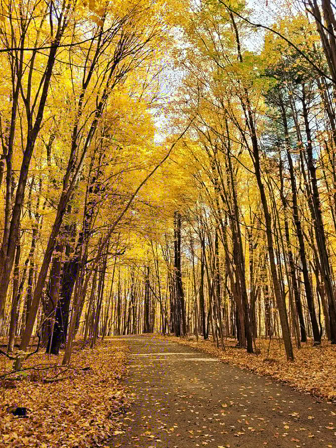 Nature's gold rush happens every October. This tunnel of yellow leaves makes walking through a car wash seem tragically unimaginative.