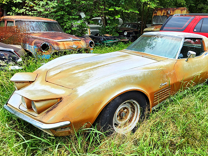 Even Corvettes aren't immune to mortality. This golden Stingray, once the envy of every driveway, now rests in grassy retirement.