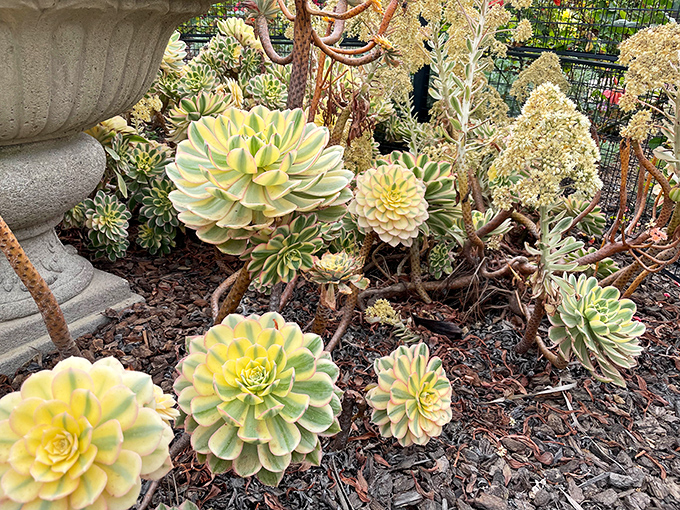 Nature's perfect geometry on display. These succulent rosettes look like they're posing for their botanical yearbook photos, each one more photogenic than the last.