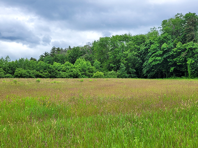 Meadows like this make you understand why painters pack up their city studios and move to places where the air smells like possibility.