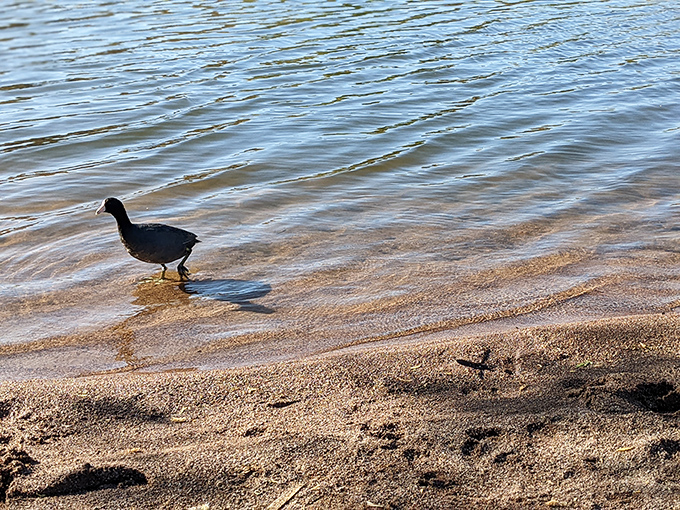 An American Coot takes a shoreline stroll, contemplating life's big questions like "why do humans get so excited about seeing us walk?"