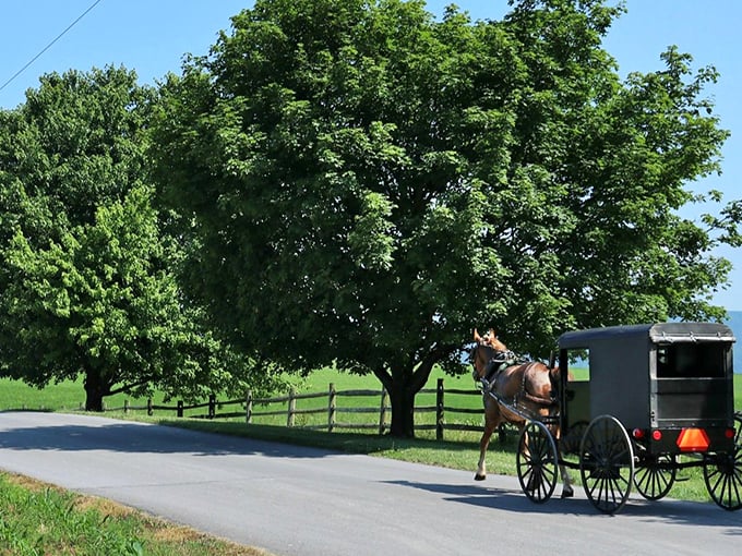 A classic black Amish buggy travels a country road, framed by ancient trees and split-rail fencing&mdash;a scene unchanged for centuries.