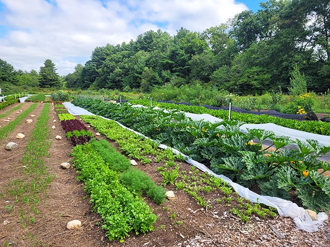Assawaga Farm's rows remind us that fresh produce doesn't require a fancy farmers market to taste incredible.