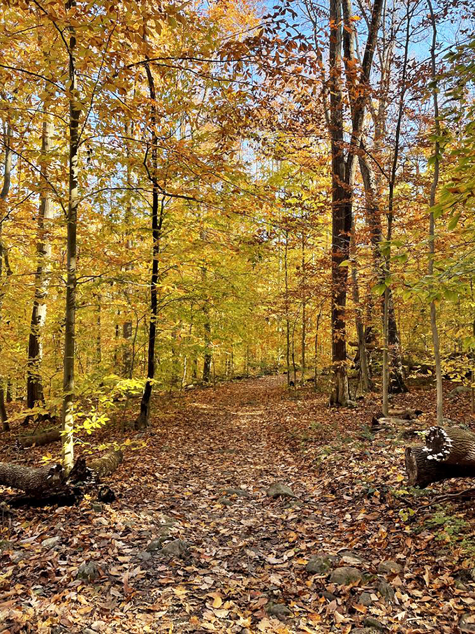 Autumn's golden carpet unfurls along this tranquil trail. Walking here feels like stepping into a painting that changes with each visit.