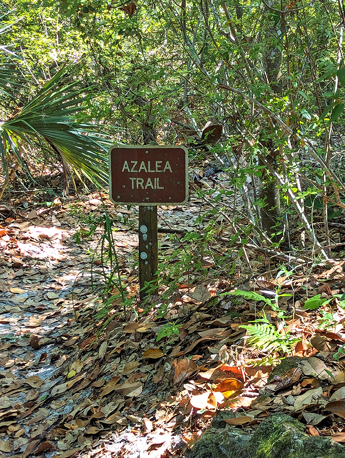 The Azalea Trail sign points the way to botanical treasures, like a treasure map where X marks the spot of spectacular blooms rather than buried gold.