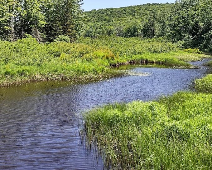 The Big Carp River in summer&mdash;where the water moves at the perfect pace for contemplation and the occasional ambitious trout.