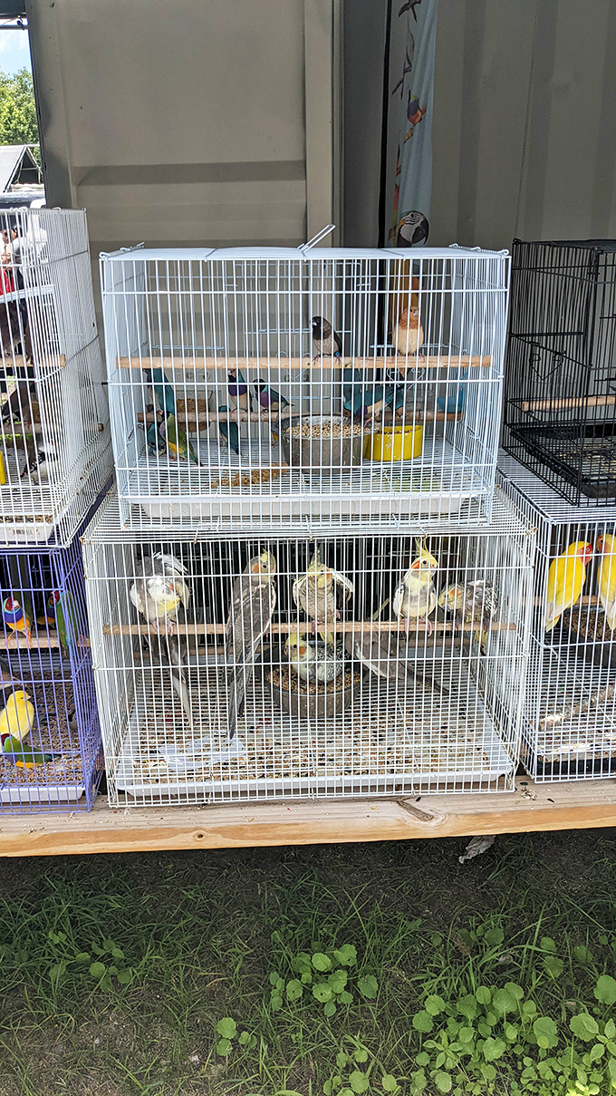 The bird section: where "cheep" takes on a whole new meaning and feathered friends await families looking for companionship with personality.