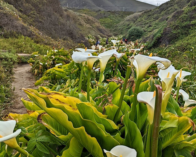 Wild calla lilies that didn't get the memo they're supposed to be in fancy bouquets. These elegant blooms create nature's own wedding aisle.