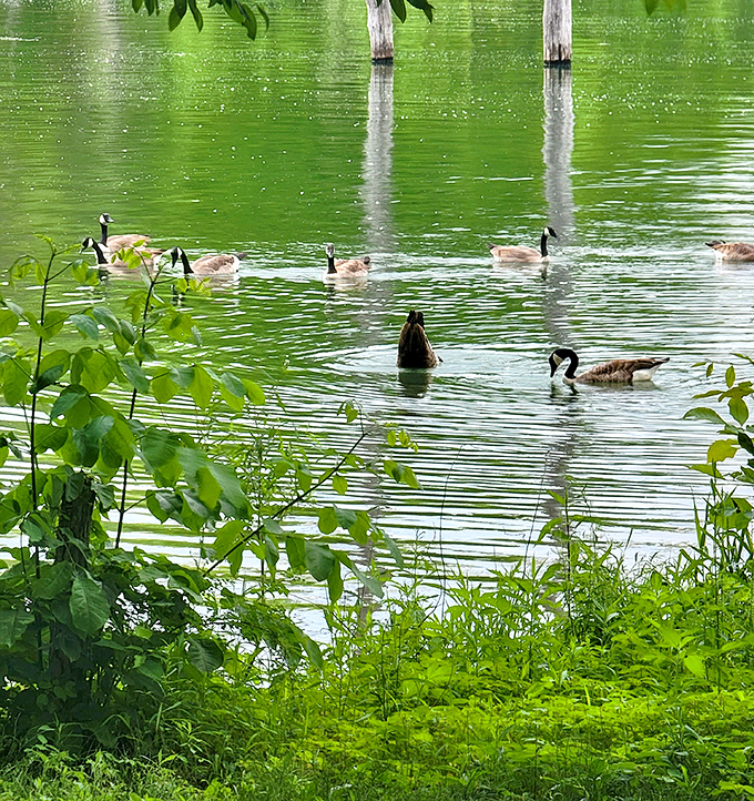 The Canada geese flotilla on patrol. These feathered locals don't need a tour guide &ndash; they already know all the best spots.