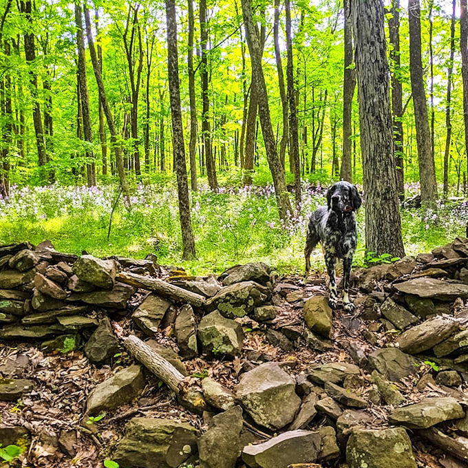 A four-legged trail guide pauses amid spring wildflowers. The perfect hiking companion doesn't care about your pace, just your presence.