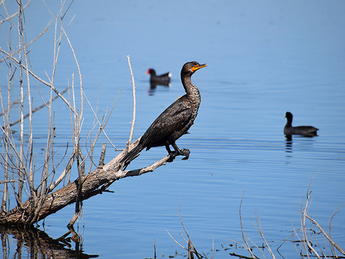 The cormorant's morning fishing session looks more successful than my last attempt. At least one of us knows what we're doing.