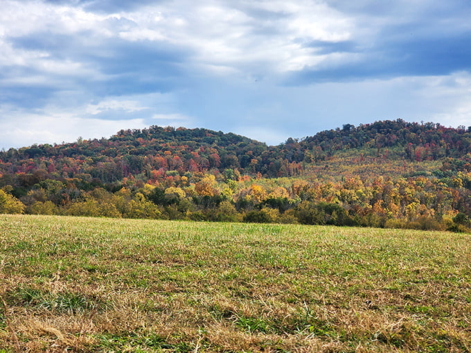 The Cumberland Plateau doesn't just grow trees &ndash; it creates entire panoramas where rolling hills play hide-and-seek with the changing seasons.
