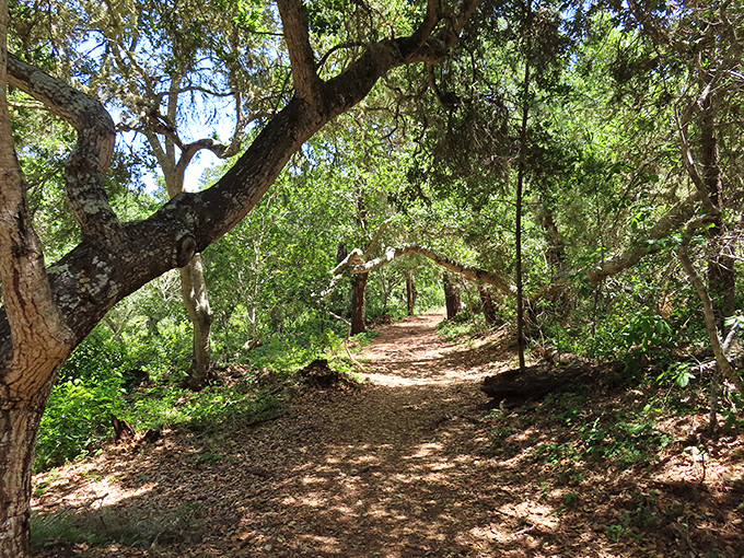 Sunlight dapples through the canopy on Forest Loop Trail, creating a magical pathway that feels like walking through a Tolkien novel.