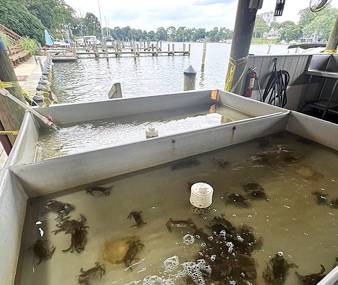 From bay to table in record time &ndash; these crabs are so fresh they were probably still pinching this morning.
