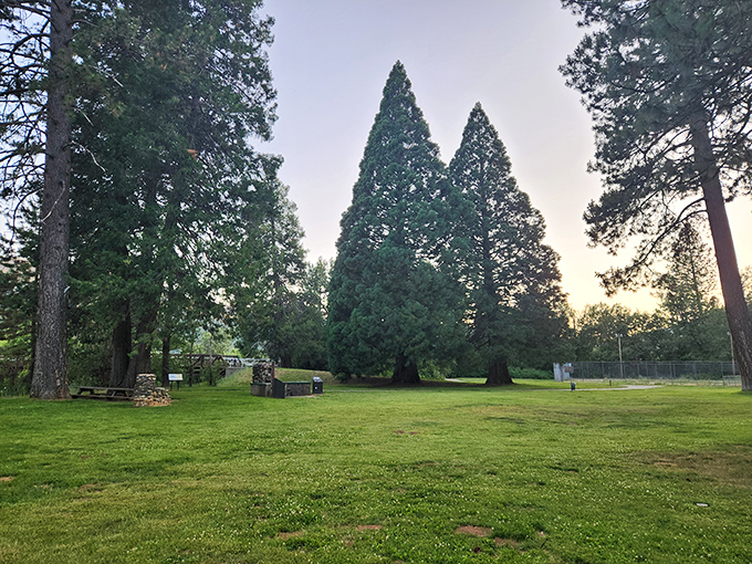 Gansner Park's emerald expanse offers room to breathe beneath towering pines that have witnessed generations of community picnics.