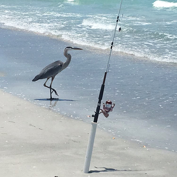 "Excuse me, I'm fishing here" &ndash; this great blue heron seems to have claimed prime angling territory.