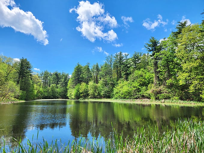 This serene pond reflects the surrounding pines like nature's mirror, offering a moment of zen before you check your email again.