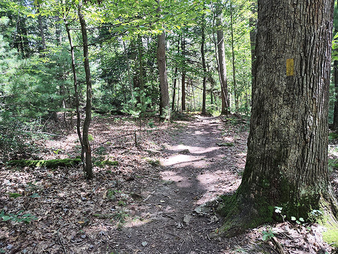 Forest trails wind through towering trees, creating natural cathedrals that inspire quiet contemplation.