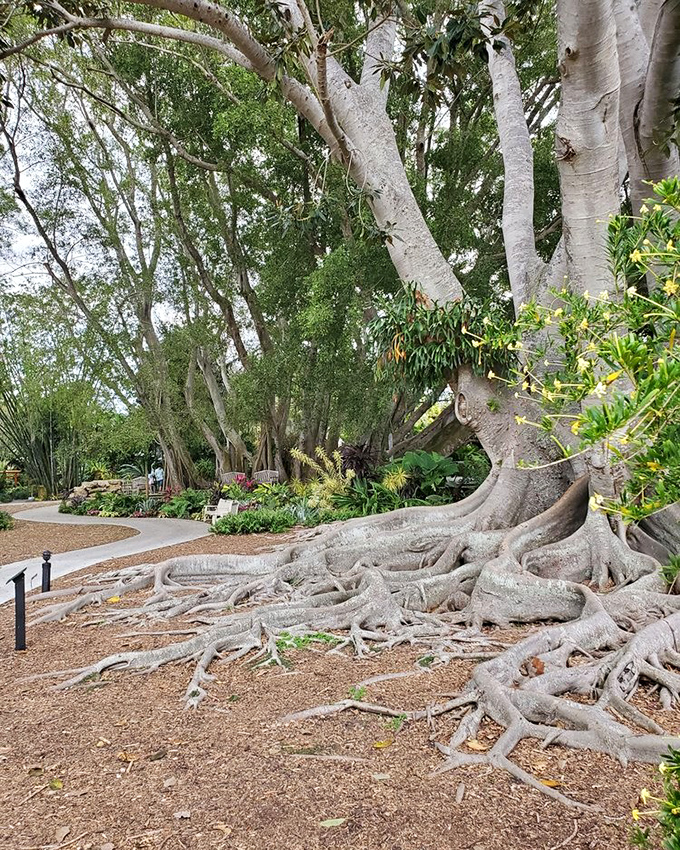 These magnificent roots tell stories older than most Florida developments &ndash; nature's version of sprawling without requiring a zoning permit.