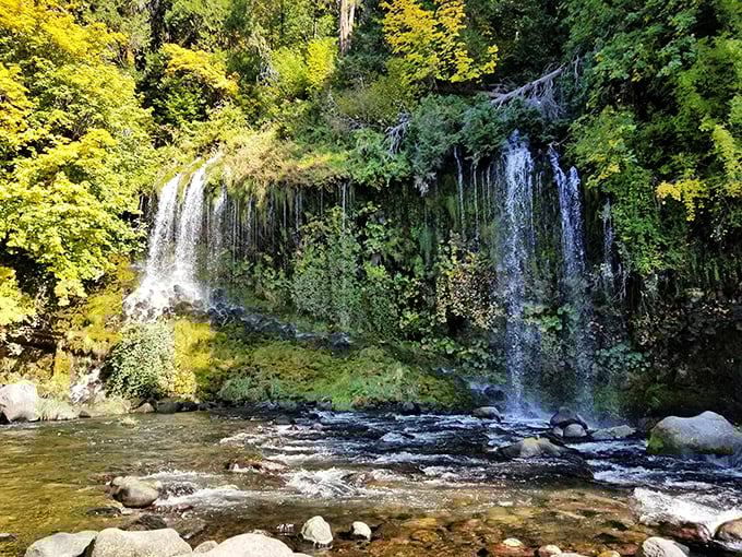 Mossbrae Falls cascades like nature's own curtain call, creating the kind of scene that makes amateur photographers look like professionals.