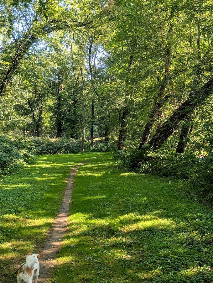 A narrow path beckons through sun-dappled woods. Every great adventure starts with a simple invitation to explore.