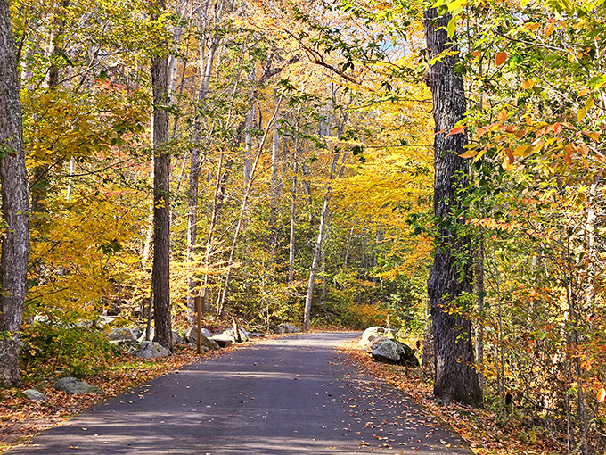 Autumn's golden tunnel welcomes leaf-peepers and soul-seekers alike. Nature's version of the yellow brick road.