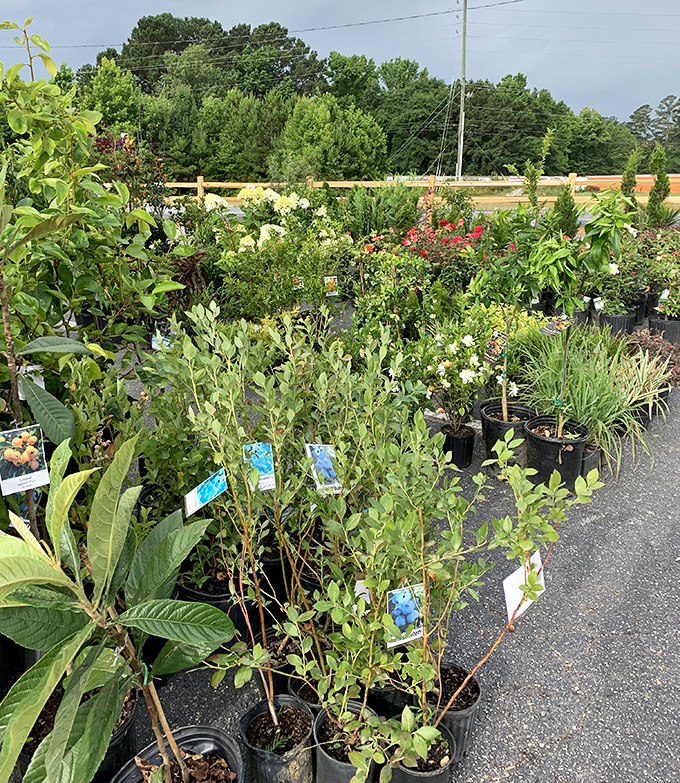 Georgia's green thumbs find paradise in this outdoor nursery. Plants patiently waiting to transform suburban yards into personal Edens.