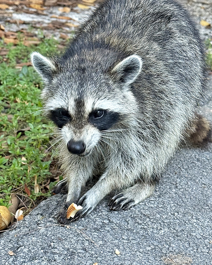 This raccoon resident clearly didn't get the memo about humans having visiting hours. Nature's masked bandit caught mid-snack.