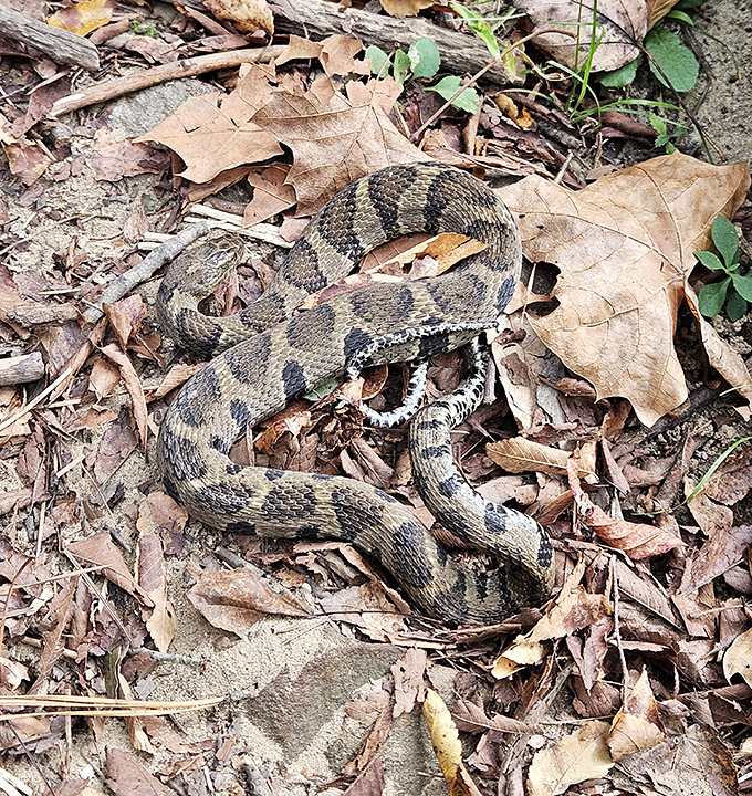 Local resident says hello &ndash; and reminds you to watch where you step on the trail.