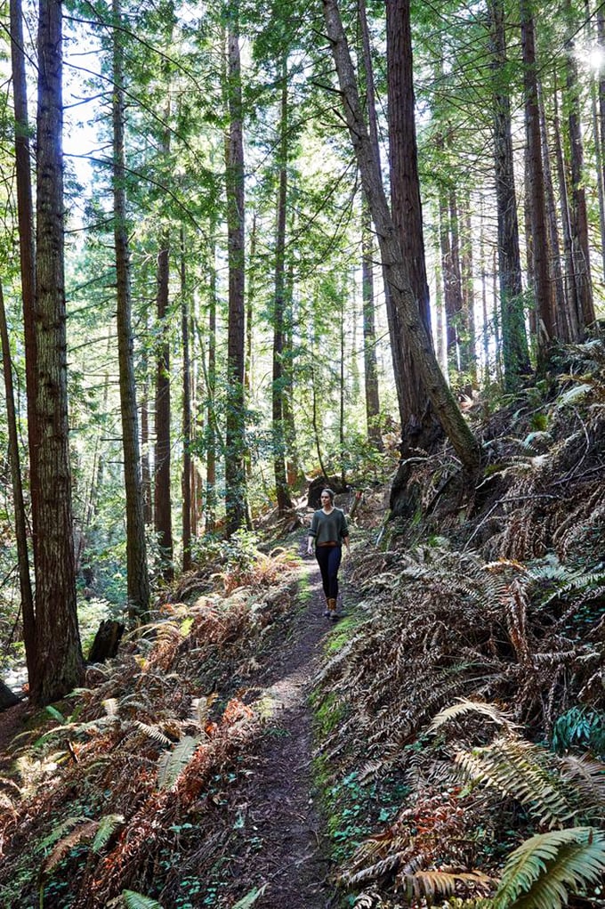 Fern-lined trails through towering redwoods offer a reminder that the best things in life don't require Wi-Fi.