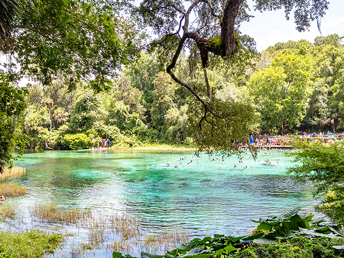 Rainbow Springs' impossibly clear turquoise waters make you wonder if Mother Nature secretly installed underwater lighting just to show off.