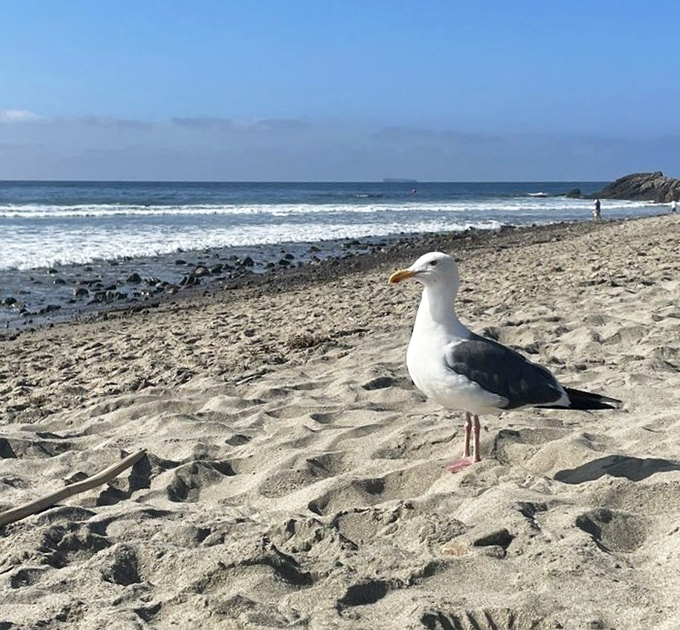 This is my beach, declares this seagull with the confidence of someone who owns beachfront property in Malibu. Attitude is everything.