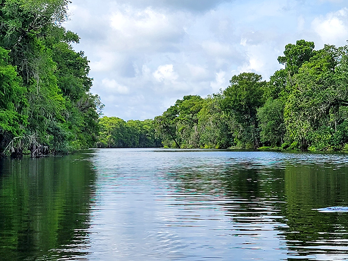 The St. Johns River flows like liquid glass between verdant walls of cypress and palm—Florida's original highway long before asphalt existed.