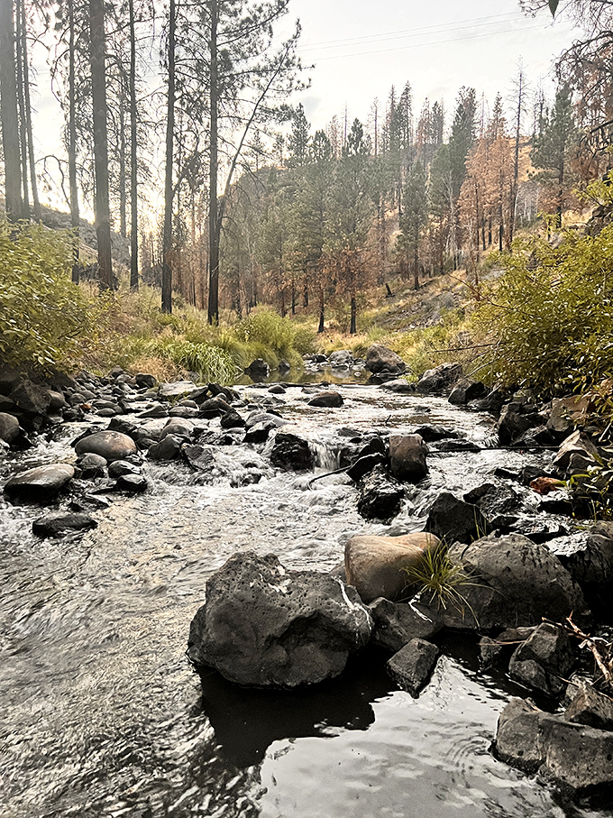 The Susan River carves its ancient path through forest and stone, creating tranquil spots for contemplation or the perfect backdrop for amateur photography attempts.