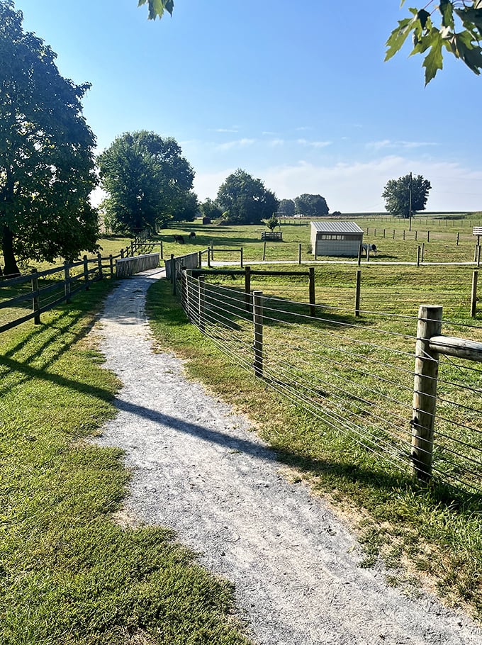 Sunlight streams through this country path, where the only traffic jam might involve a herd of cows crossing to their afternoon pasture.