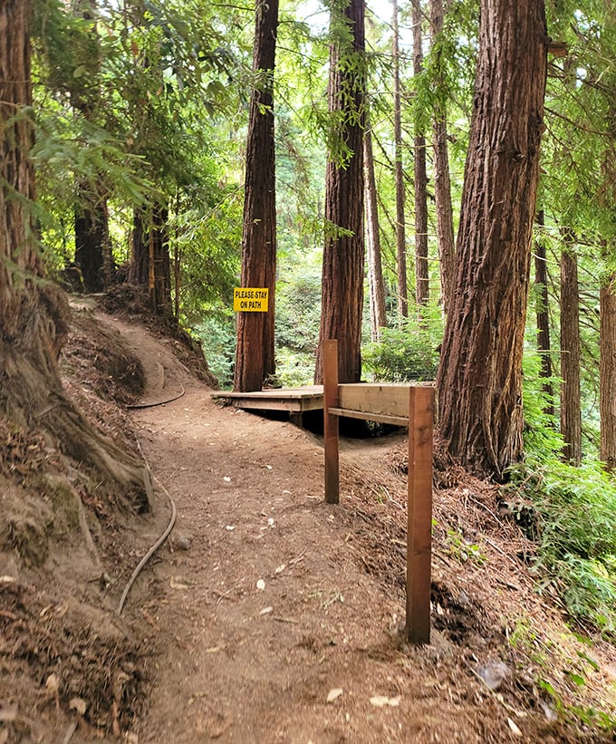 The forest trail invites exploration beyond the main attraction, where a "Please Stay on Path" sign hints at more mysteries lurking in the redwoods.