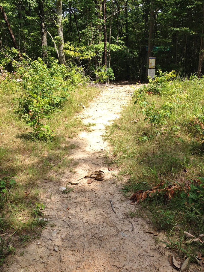 Nature's original invitation: a dirt path disappearing into green mystery. No RSVP required, comfortable shoes strongly suggested.